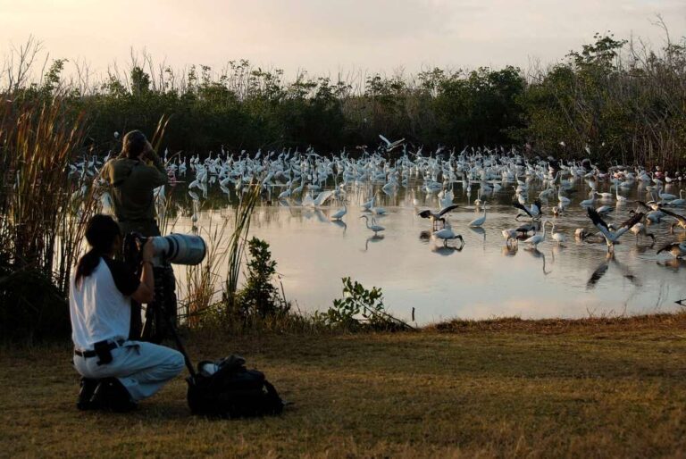 A Community Built on Birds: The Power of a Lifer List - Social Strudel